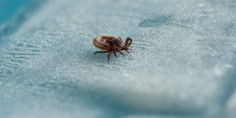 Biofilm et maladie de Lyme : Tout ce qu'il faut savoir